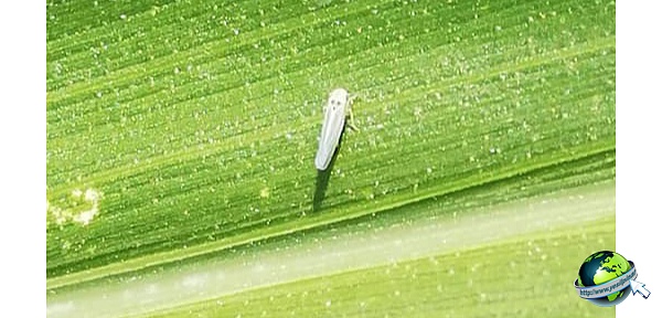 Cüce Ağustos Böceği Zararlısı Hakkında Bilğilendirme